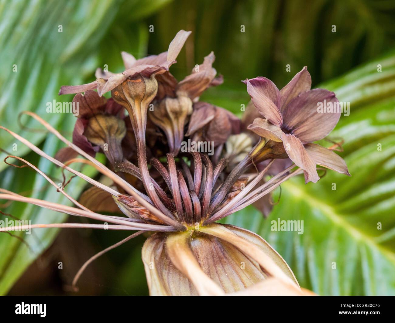 Flower clusters and bracts of brown dying Tacca Integrifolia or white ...