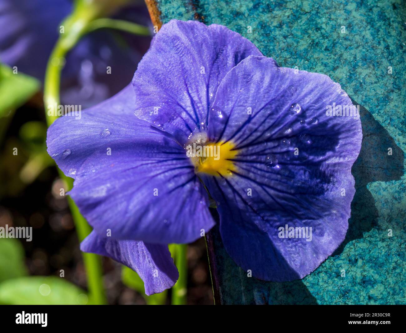 Wet Pale purple powder blue pansy flower in bloom sitting on the edge ...
