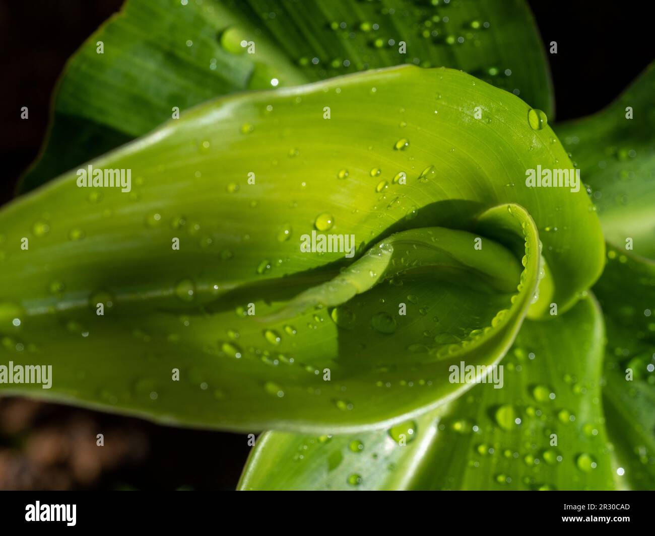 The Green leaves of the Spiral or Costus ginger plant spiral around a ...