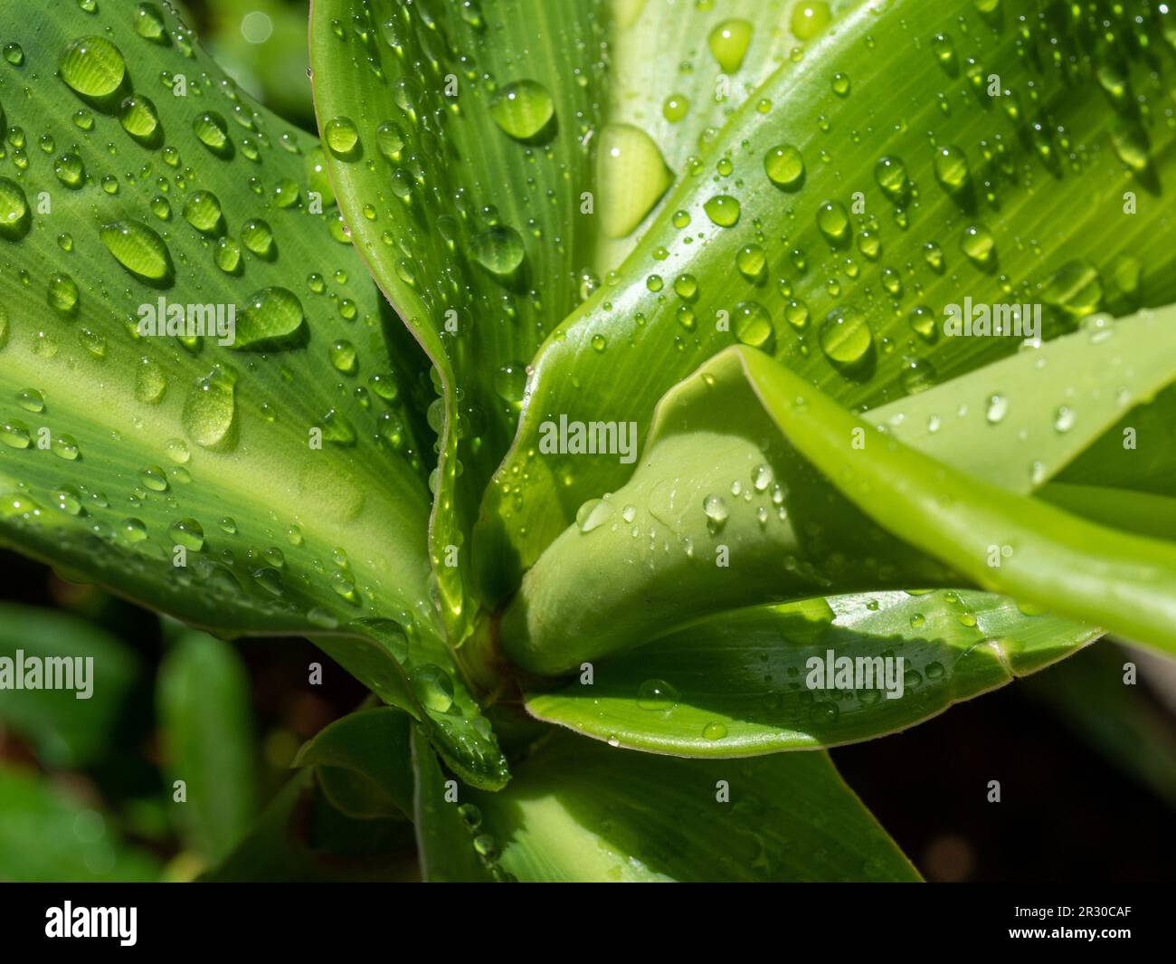 The Green leaves of the Spiral or Costus ginger plant spiral around a central stem, fresh and ...