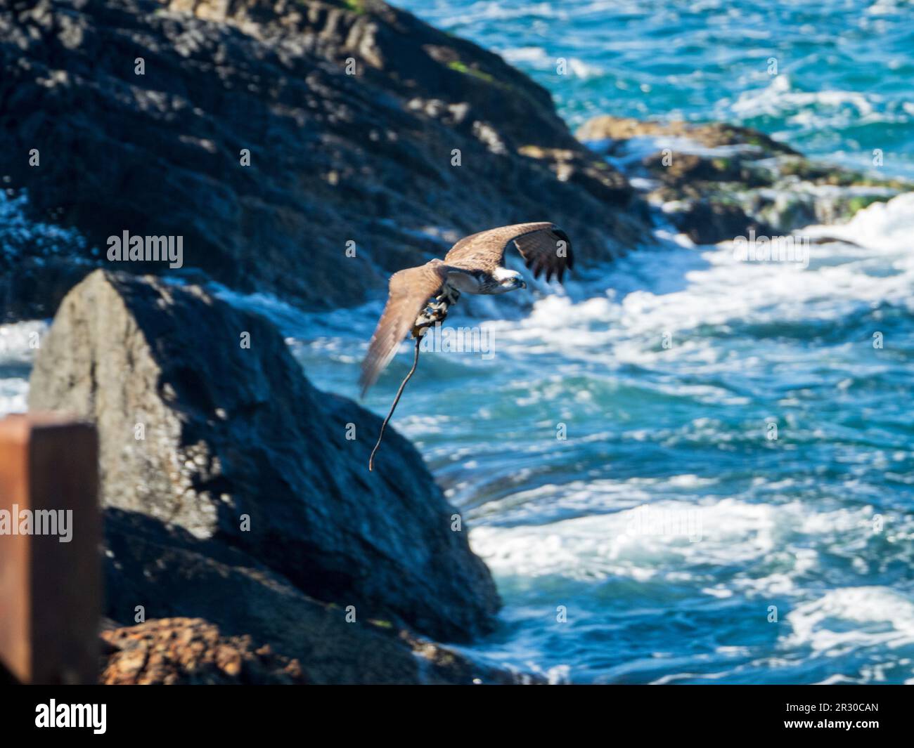 Australian bird, Eastern Osprey flying over the ocean with a piece of ...