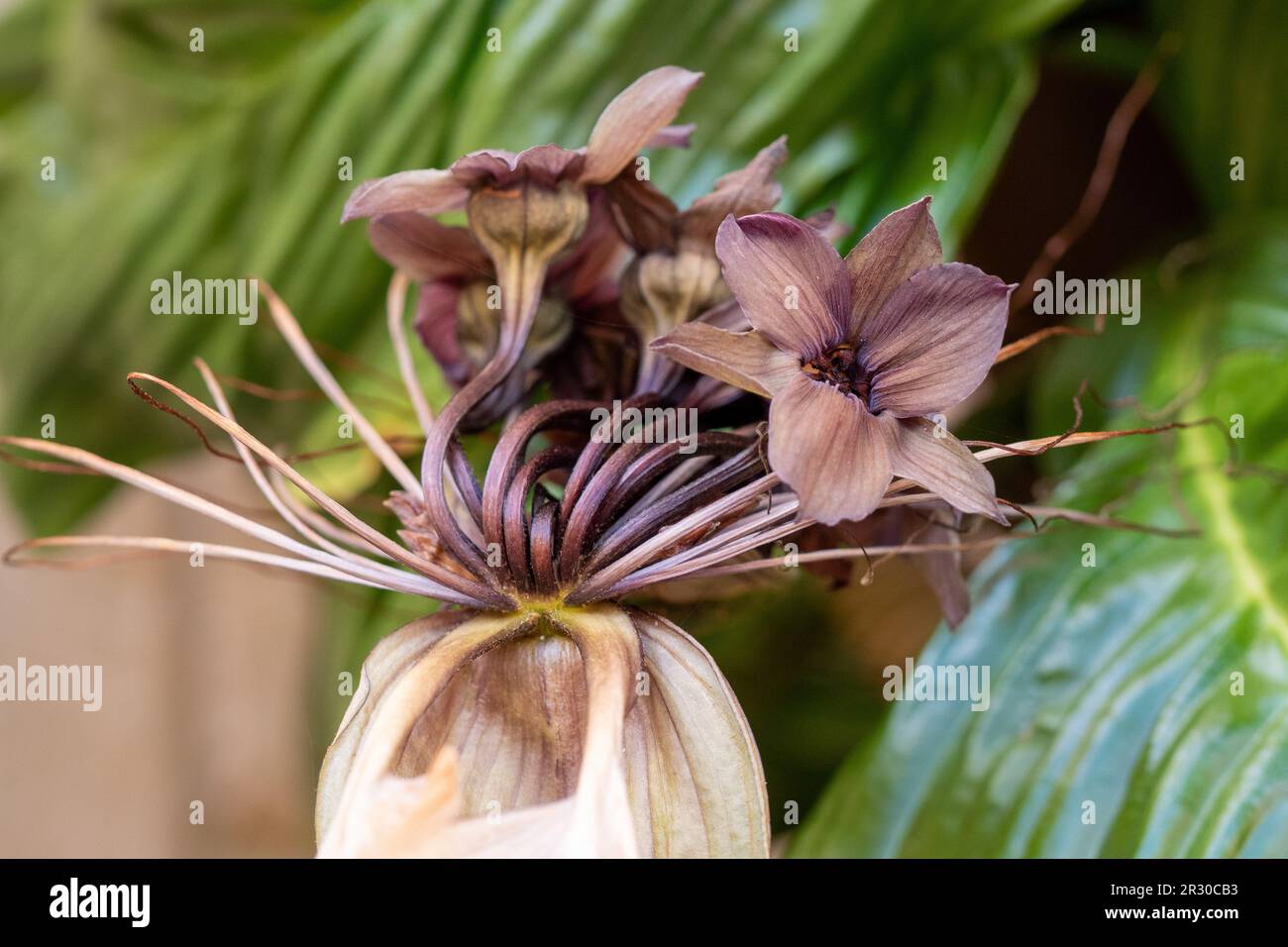 Flower clusters and bracts of brown dying Tacca Integrifolia or White ...