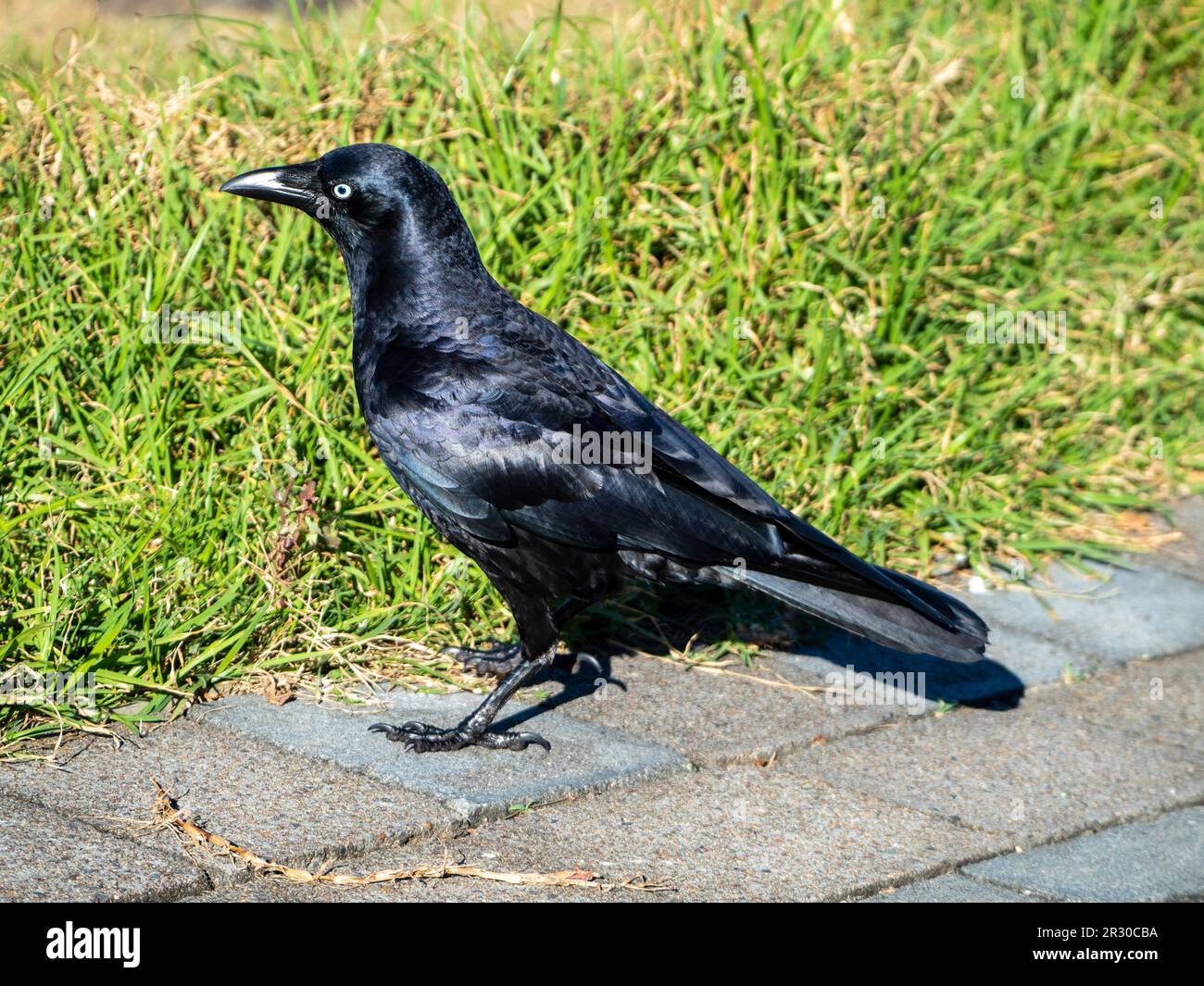 Black crow, Australian Raven, Corvus coronoides, Australia Stock Photo ...