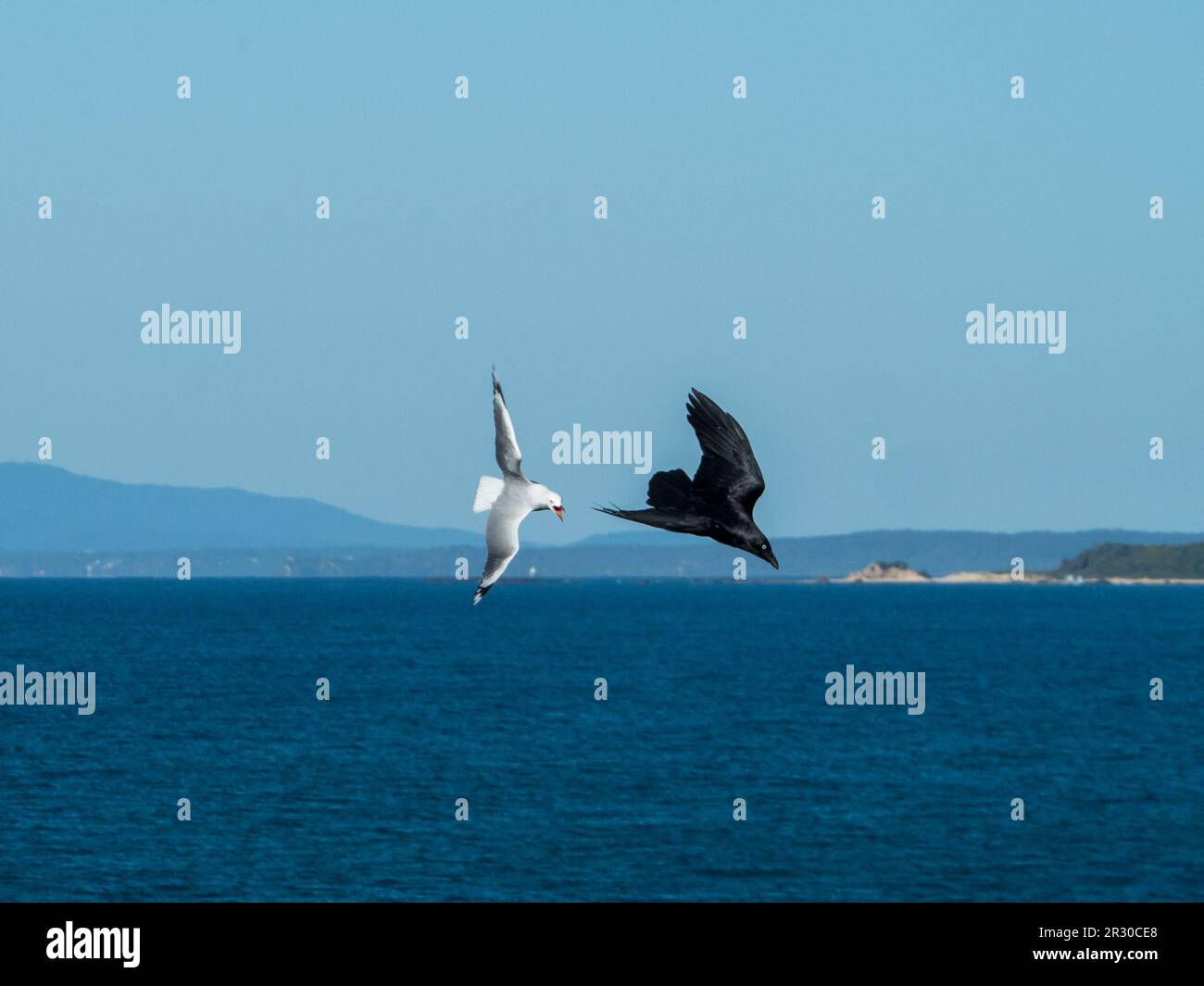 A shiny black Australian Raven or crow in a mid flight battle with an ...