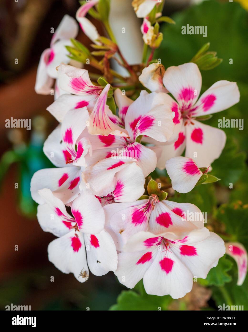 Geranium flowers, white with hot pink spots Stock Photo - Alamy