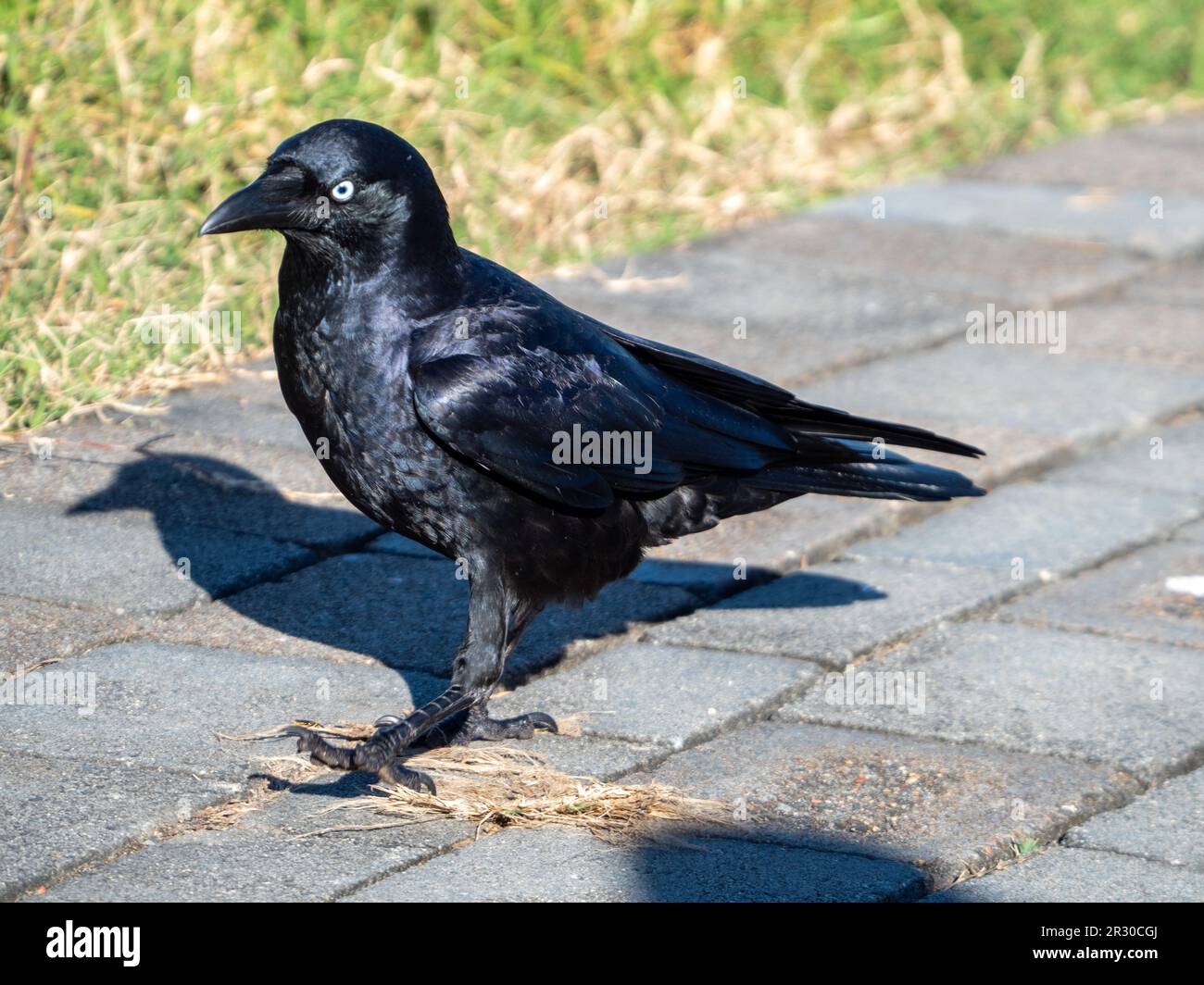 Black crow, Australian Raven, Corvus coronoides, walking on the ground ...
