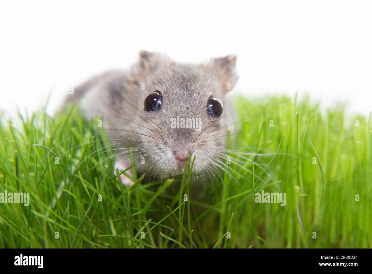 A curious rodent on the green grass. A wary baby of a Dzungarian ...