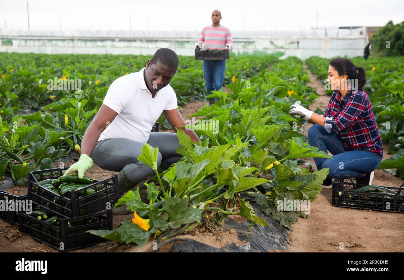 Group of people picking green courgettes on plantation Stock Photo - Alamy
