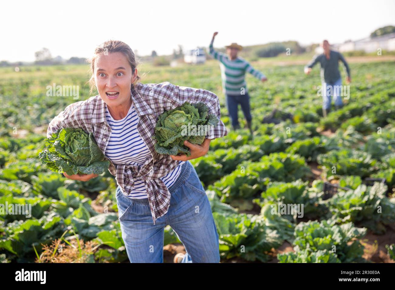 Woman stealing cabbage on vegetables farm field Stock Photo - Alamy
