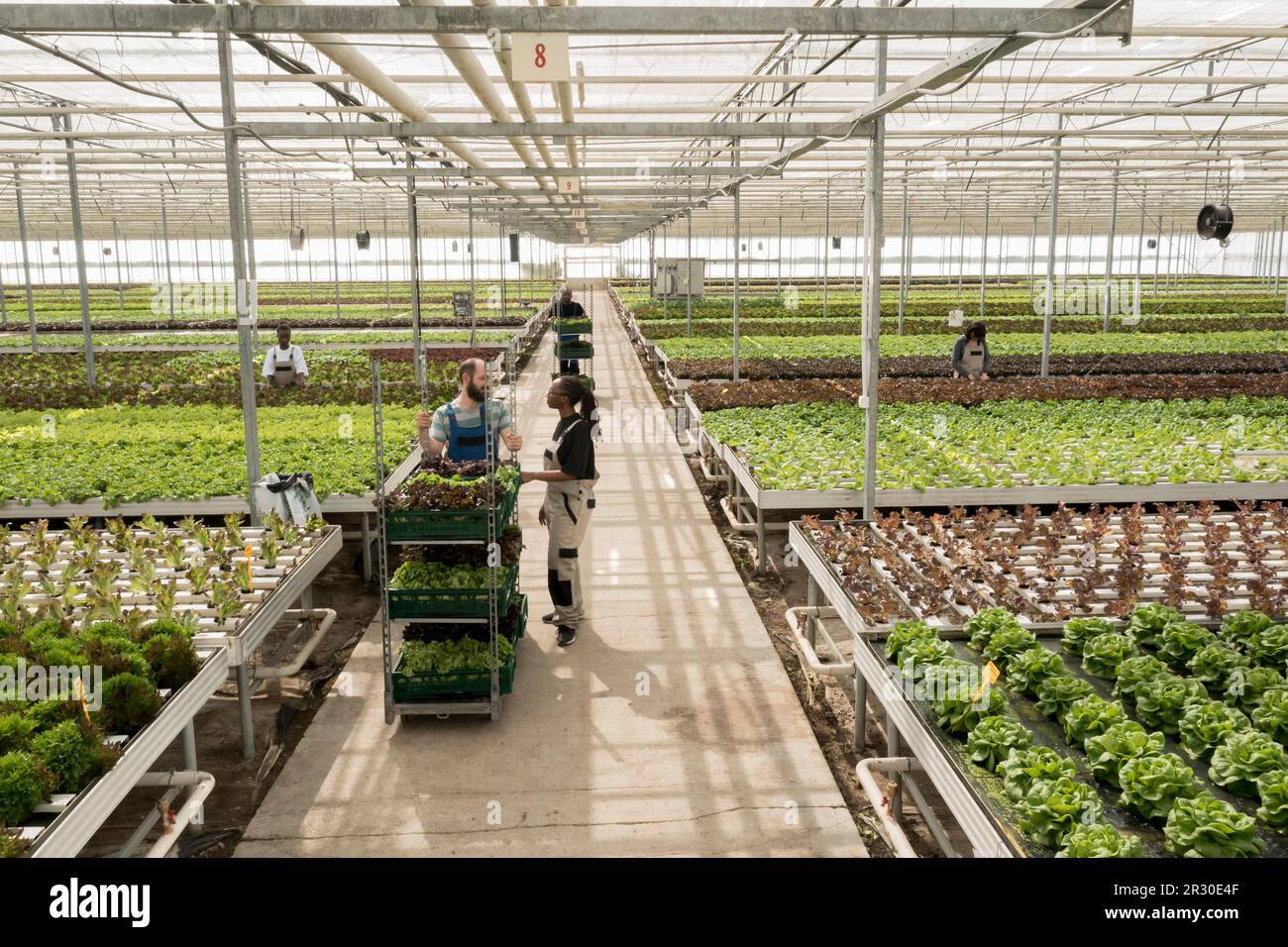 Agricultural greenhouse with leafy crops Stock Photo - Alamy