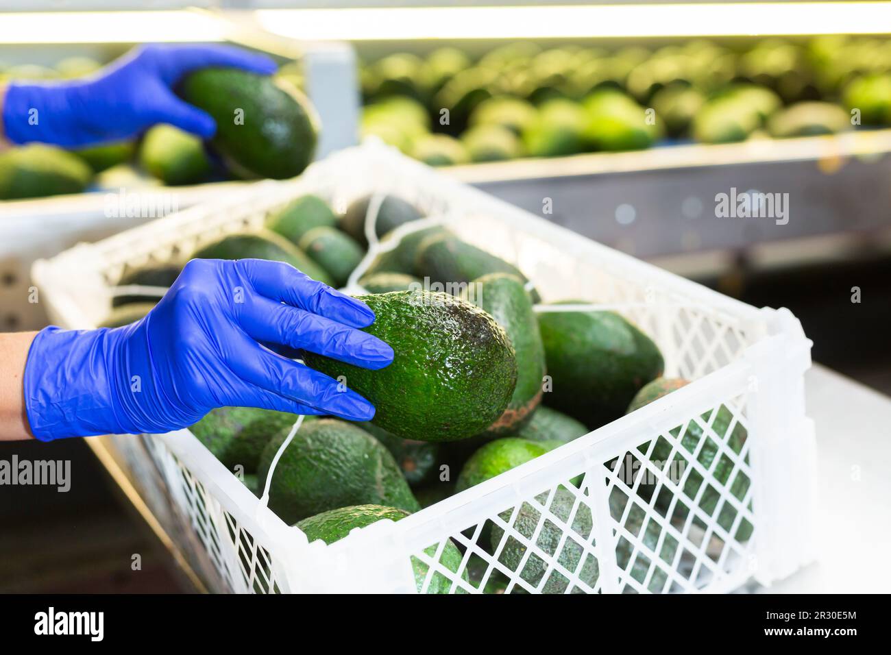 Hands of sorting line worker packing avocados in plastic boxes Stock ...