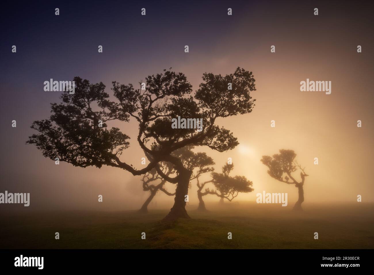 Fanal forest , old mystical tree in Madeira island, Unesco Stock Photo ...