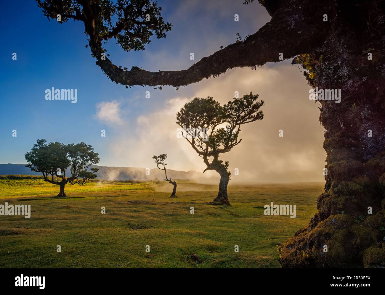 Fanal forest , old mystical tree in Madeira island, Unesco Stock Photo ...