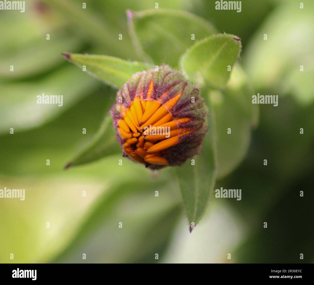 Canon EOS 700D + Foto Objective Canon EF 100mm f/2.8 Macro USM Stock ...