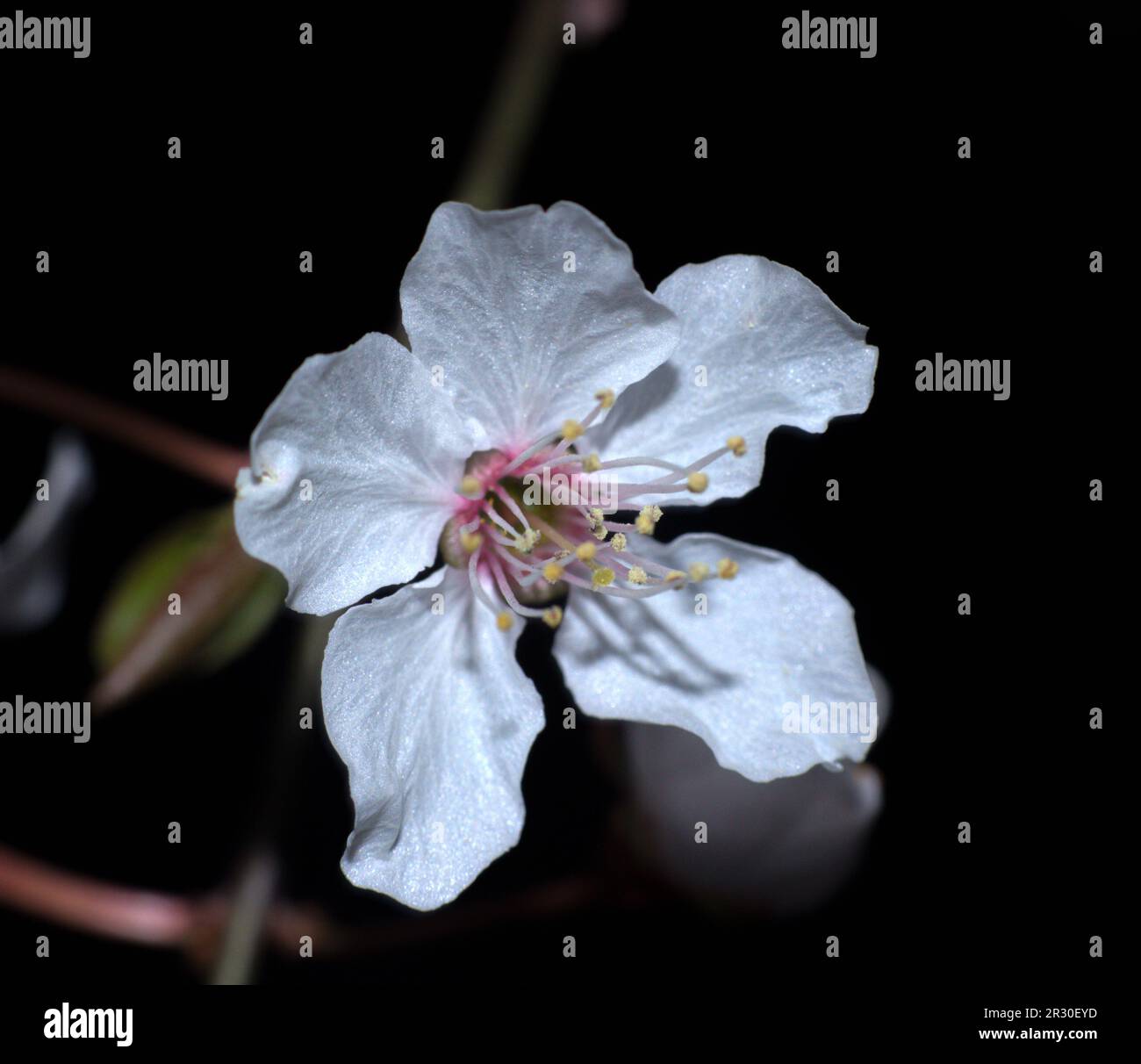 Canon EOS 700D + Foto Objective Canon EF 100mm f/2.8 Macro USM Stock ...