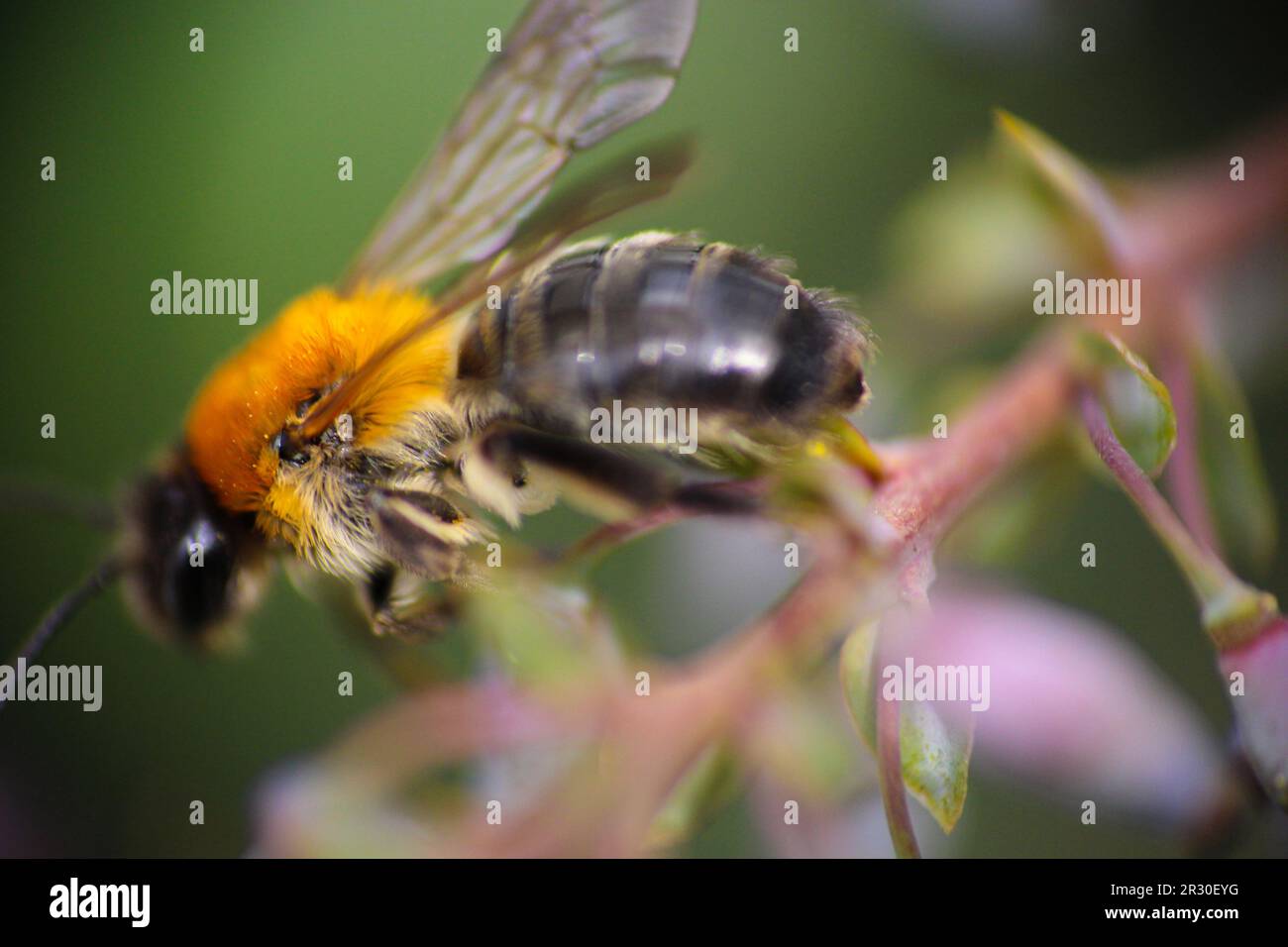 Canon EOS 700D + Foto Objective Canon EF 100mm f/2.8 Macro USM Stock ...