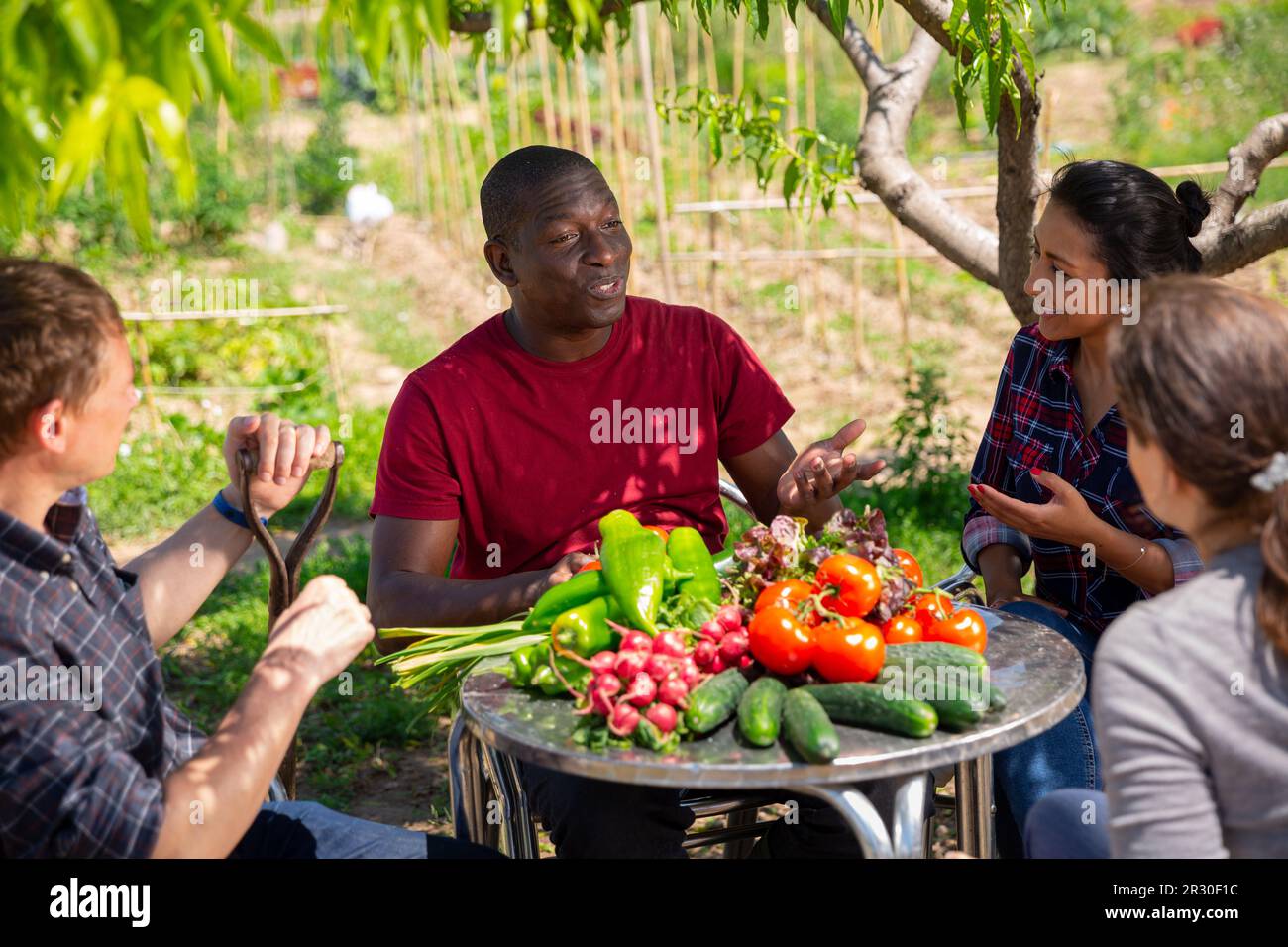 People gardeners chatting at table with harvest after harvesting Stock ...
