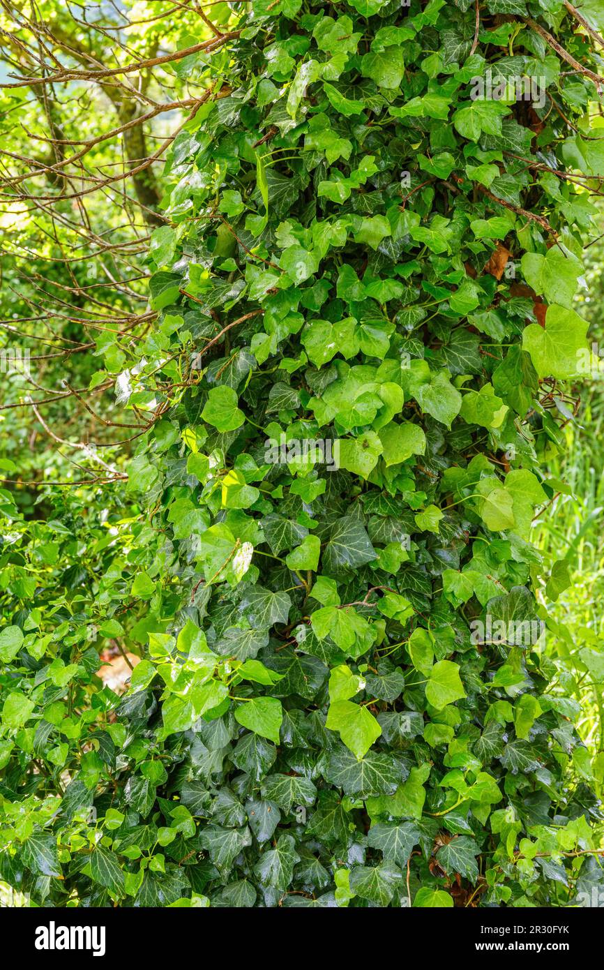 Tree overgrown with common ivy hi-res stock photography and images - Alamy
