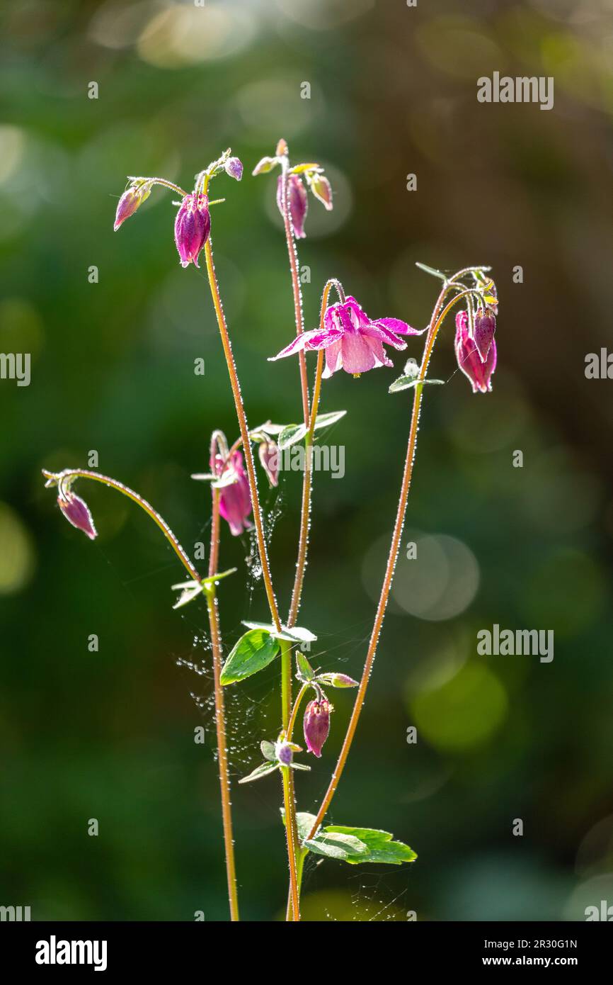 Aquilegia vulgaris common names include: European columbine, common ...