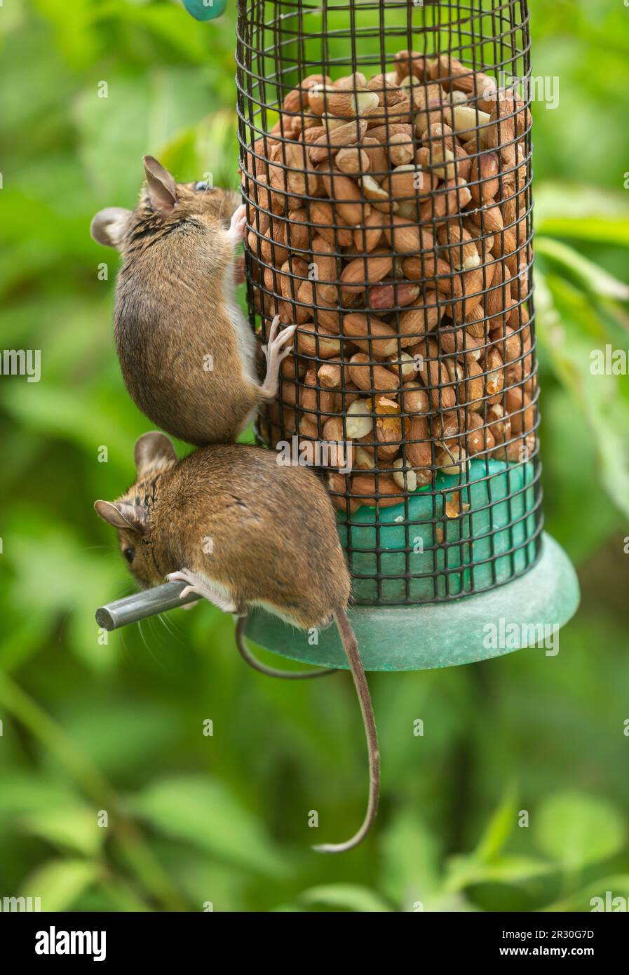 Field mouse (Apodemus sylvaticus) on a bird peanut feeder Stock Photo ...