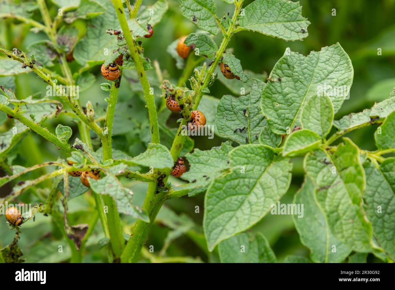 Colorado potato beetle - Leptinotarsa decemlineata on potato bushes ...
