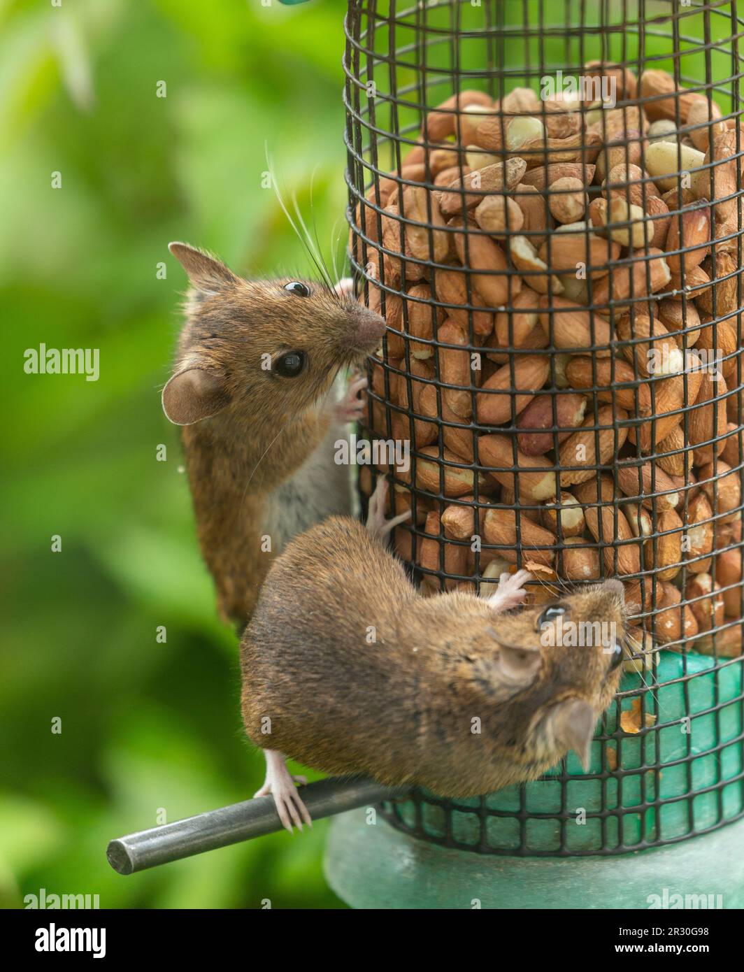 Field mouse (Apodemus sylvaticus) on a bird peanut feeder Stock Photo ...