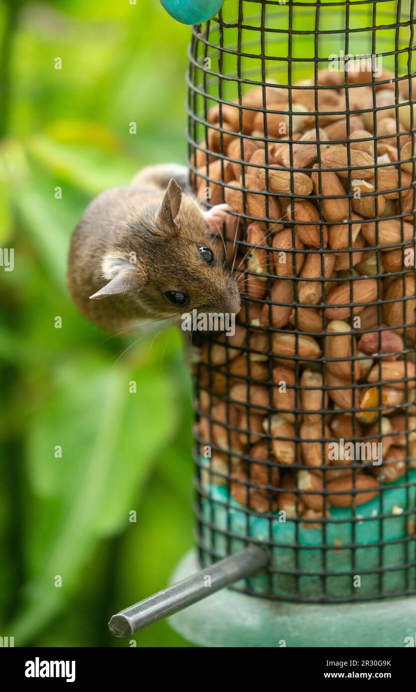 Field mouse (Apodemus sylvaticus) on a bird peanut feeder Stock Photo ...