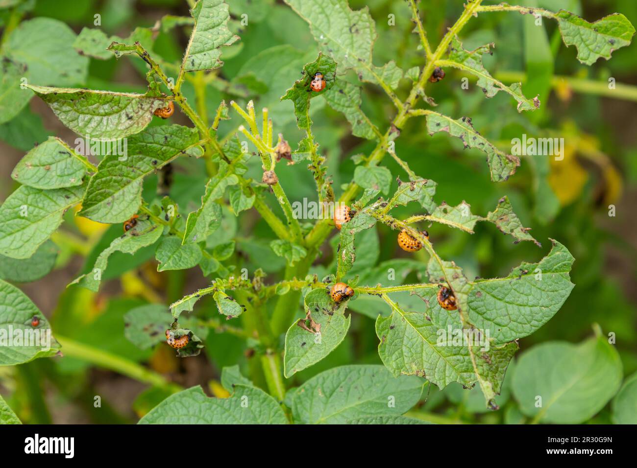 potato cultivation destroyed by larvae and beetles of Colorado potato ...