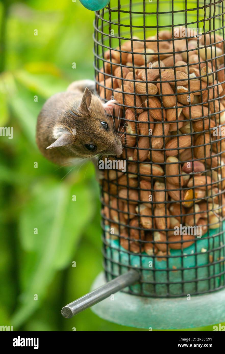 Field mouse (Apodemus sylvaticus) on a bird peanut feeder Stock Photo ...