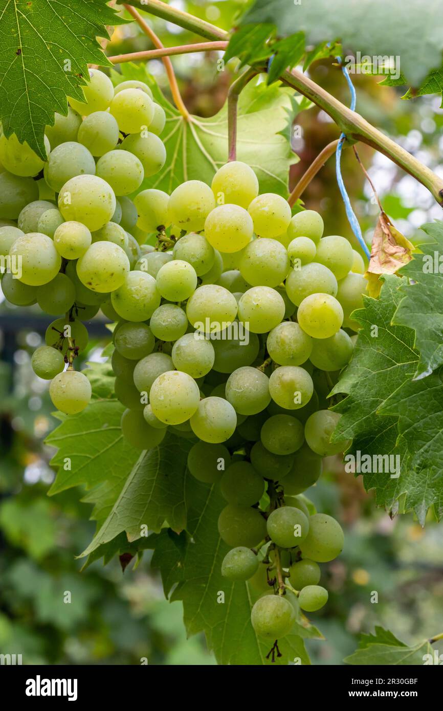 Grapes bush hi-res stock photography and images - Alamy