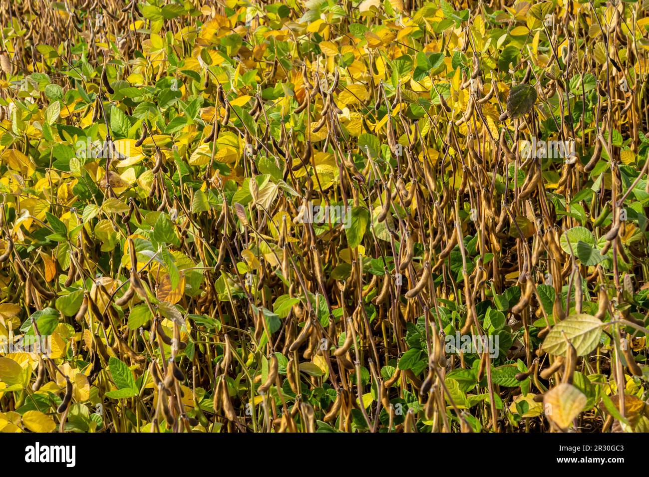 soybean shell in the soybean field. yellow and brown pods. Productivity ...