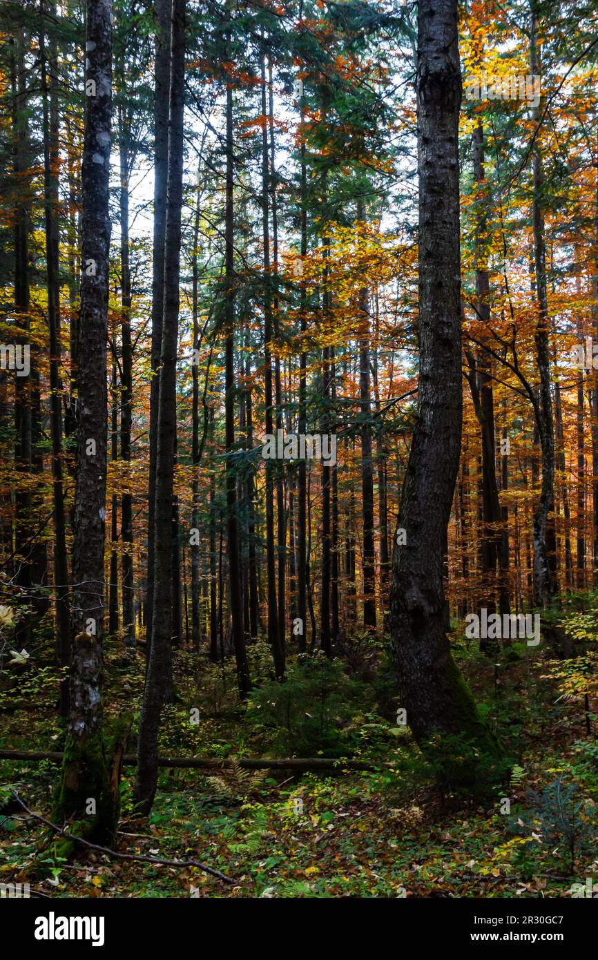 Tall trees of the Carpathian forests, nature reserve in the Carpathians ...