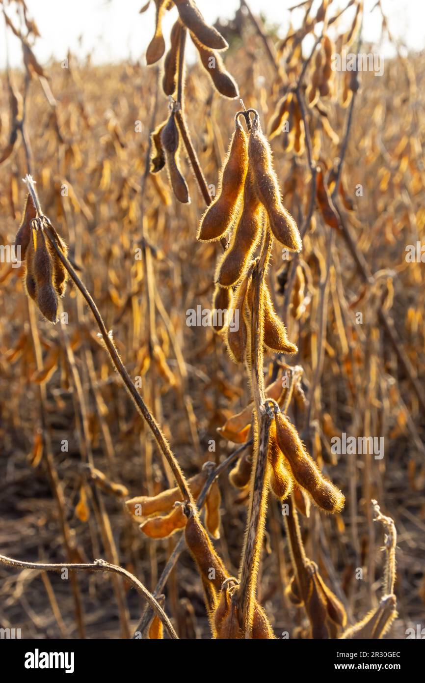 Soybeans pod macro. Harvest of soy beans - agriculture legumes plant ...