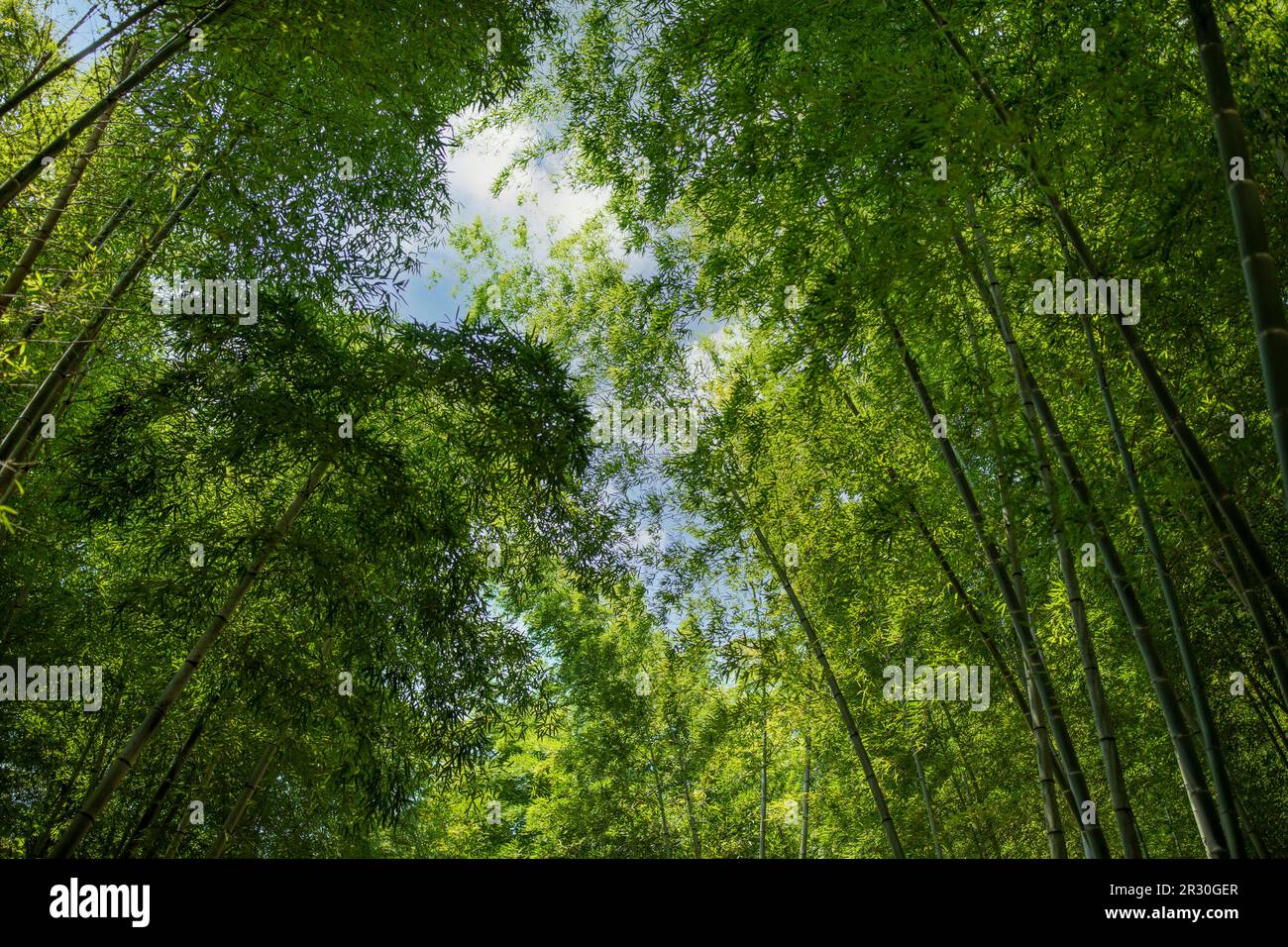 Zhejiang bamboo forest hi-res stock photography and images - Alamy
