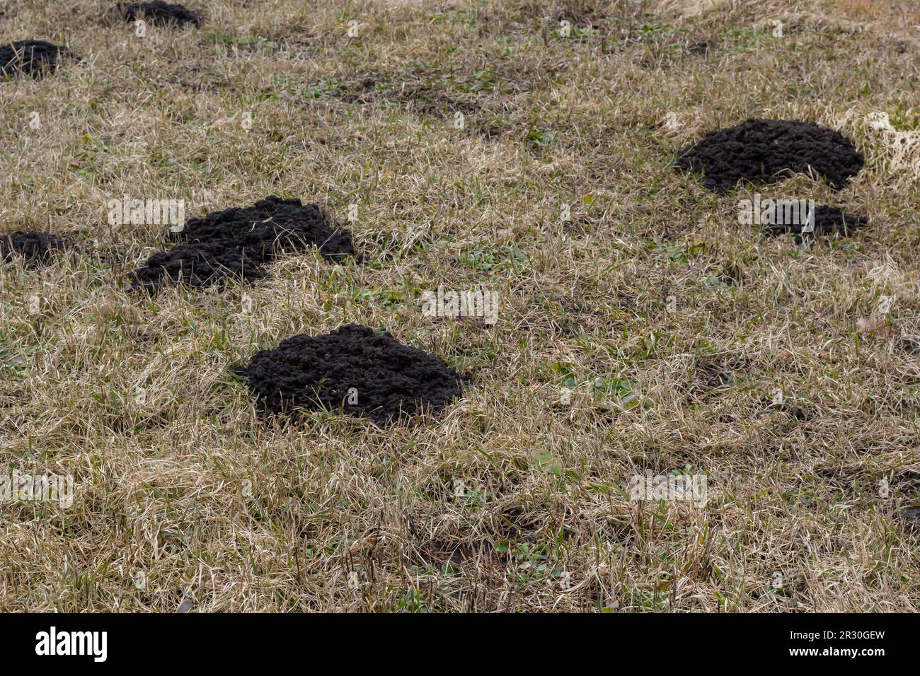 Molehills. Mole mounds. Mole hills. A meadow damaged by a group of ...