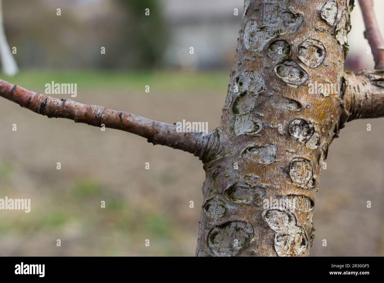 Fruit damage hi-res stock photography and images - Alamy