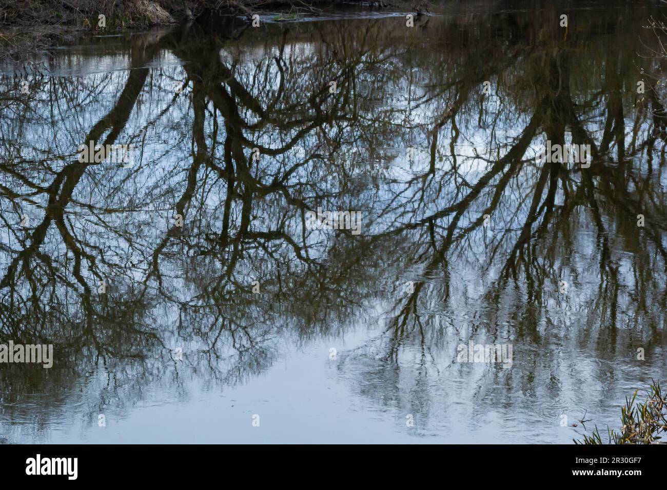 Reflection of trees in the mirror surface of the water of the lake of ...