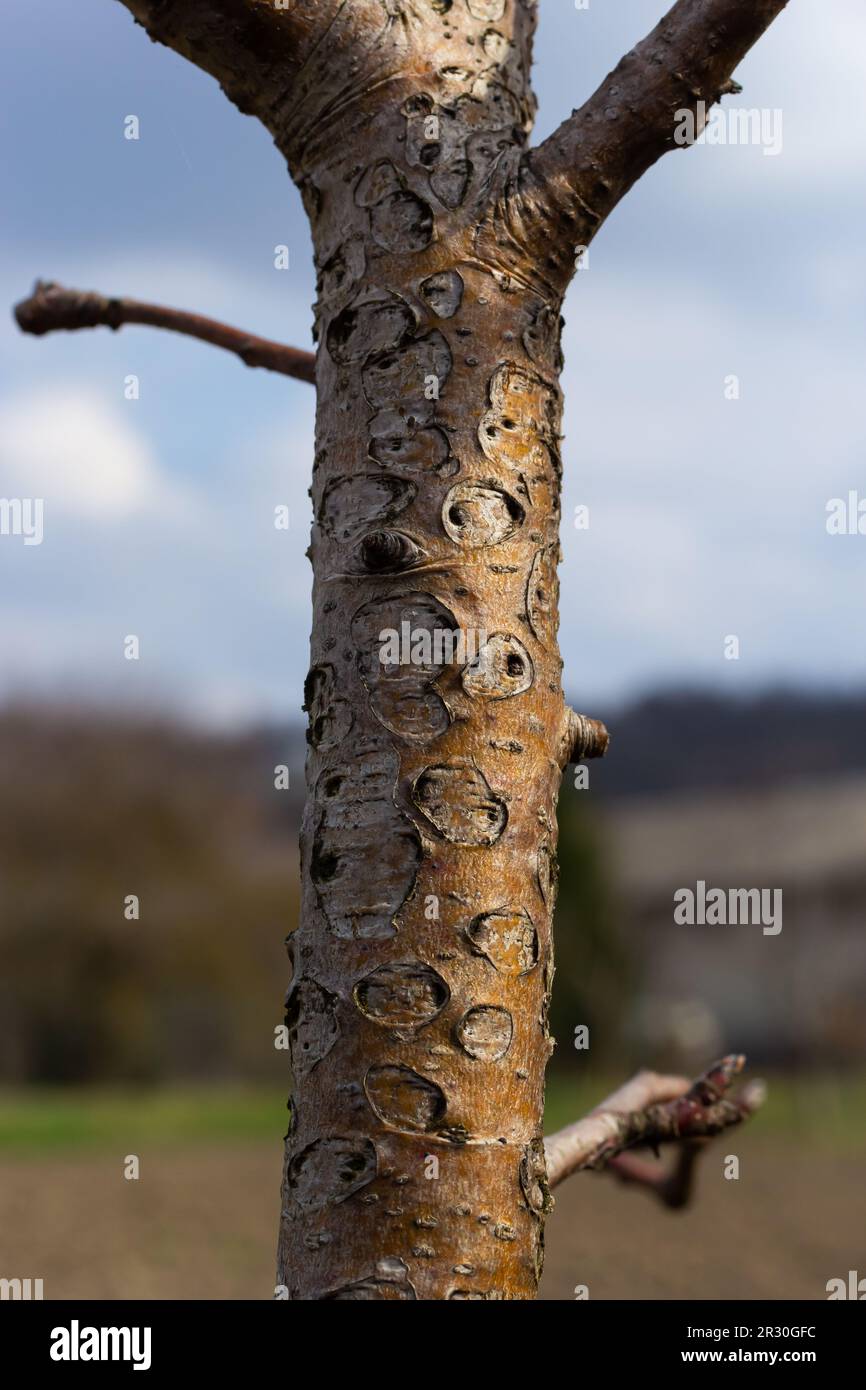Damage to a branch of a fruit tree. Spring work in the garden. Caring ...