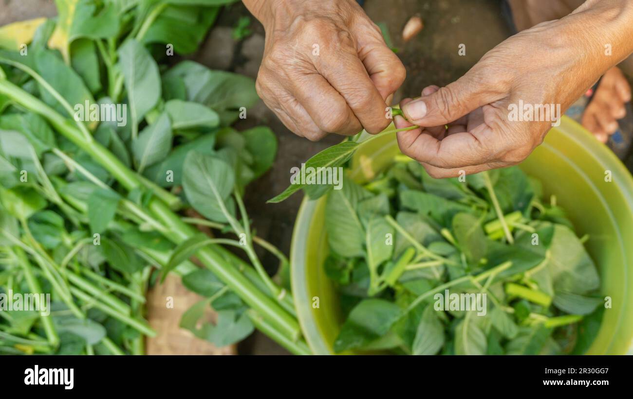 The mom's hands cut the spinach leaves from the garden Stock Photo - Alamy