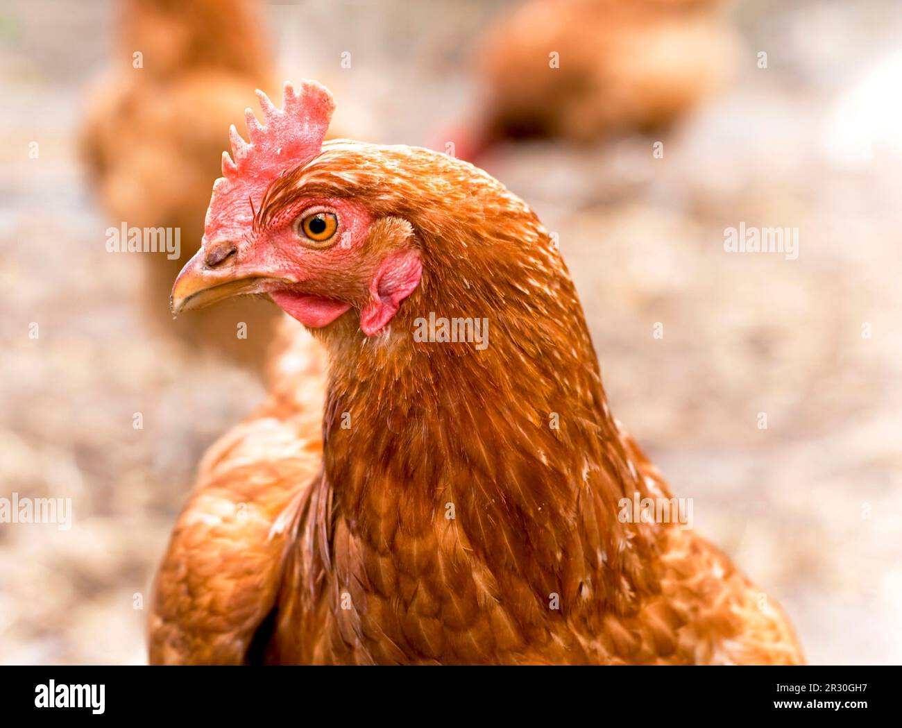 Baby chickens with rooster and female hi-res stock photography and ...