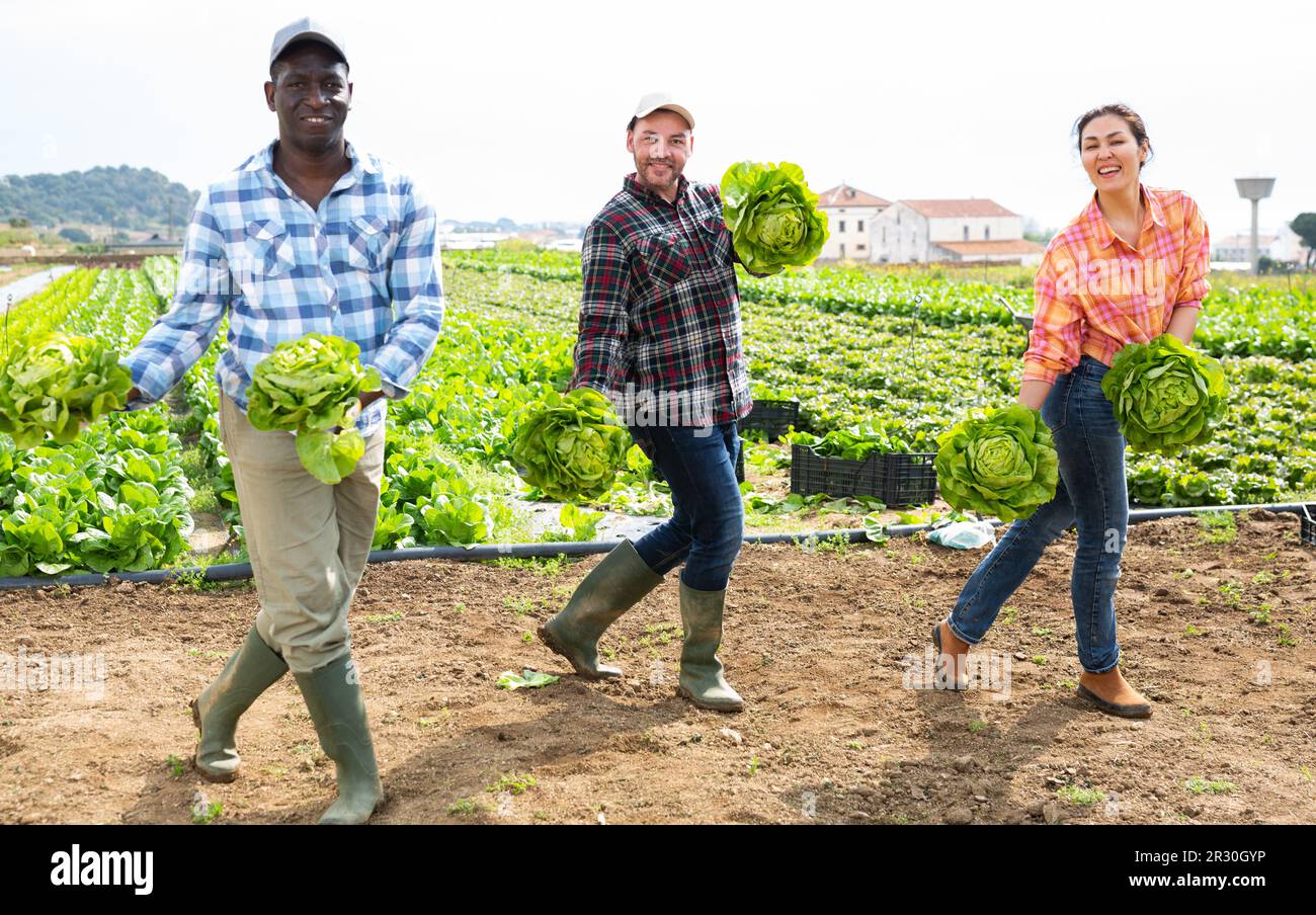 Multiracial gardeners performing dance on lettuce field Stock Photo - Alamy