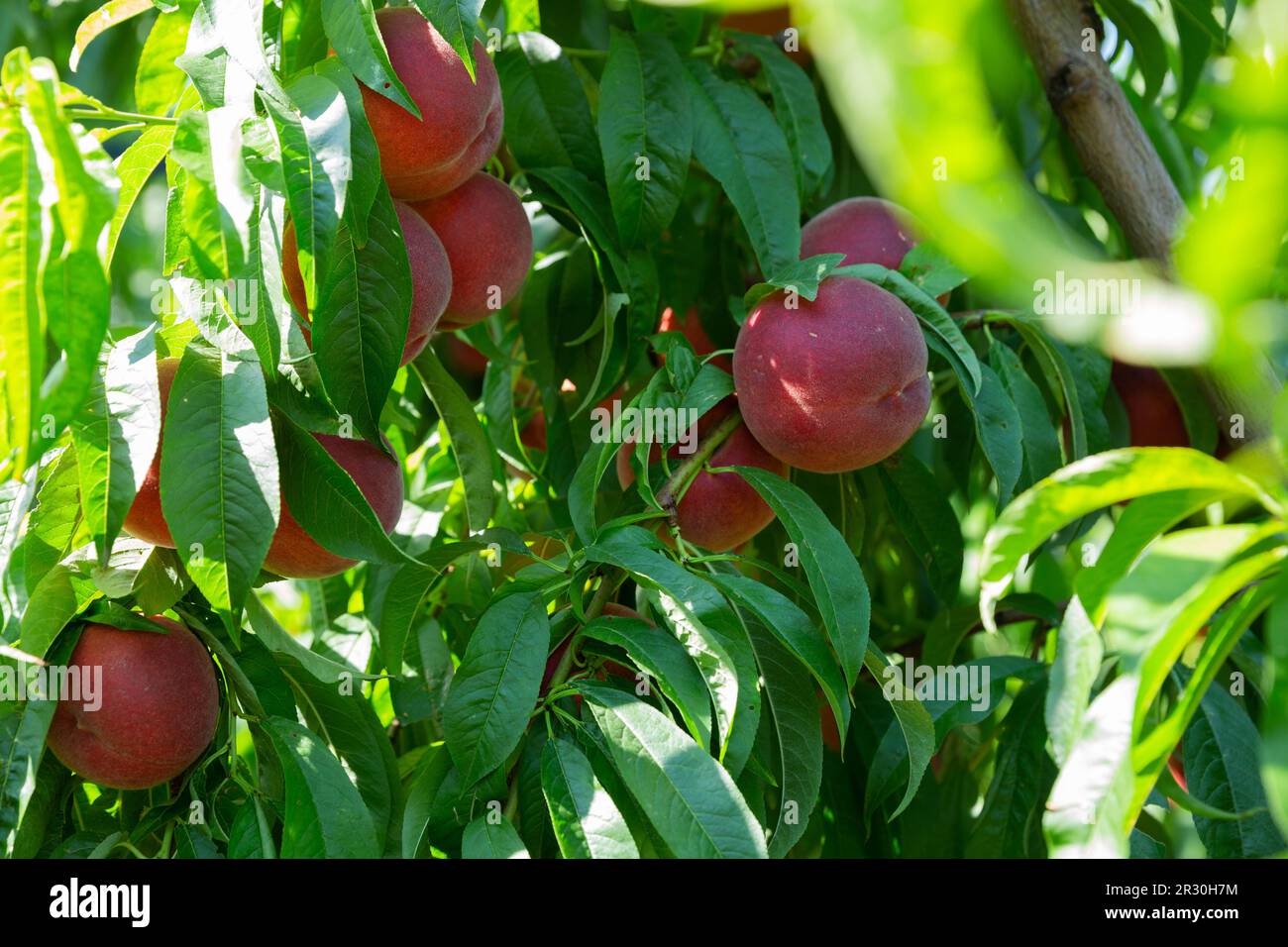 Fresh peaches almost ready for harvest in garden at day Stock Photo - Alamy