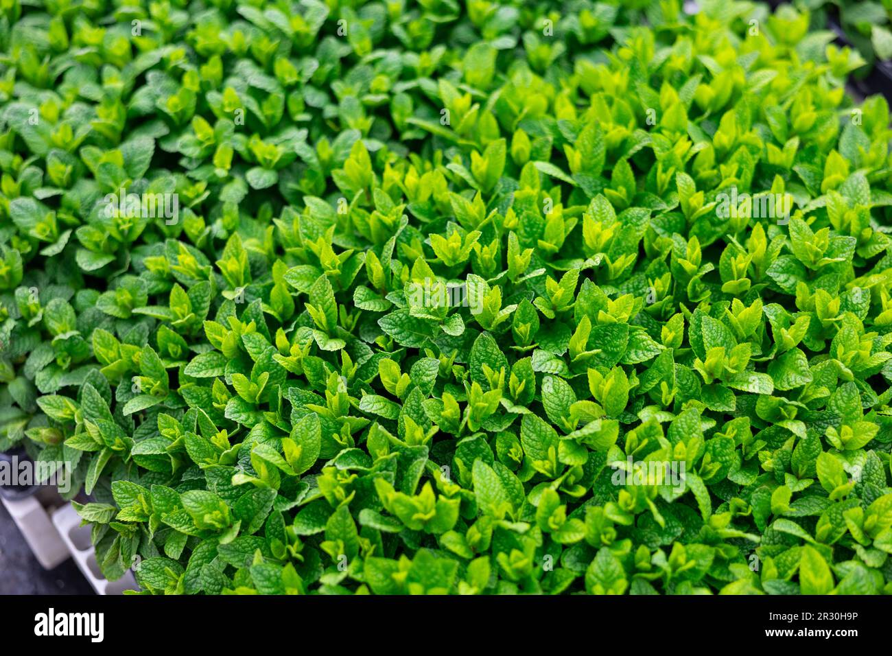 Mint plant large pot hi-res stock photography and images - Alamy