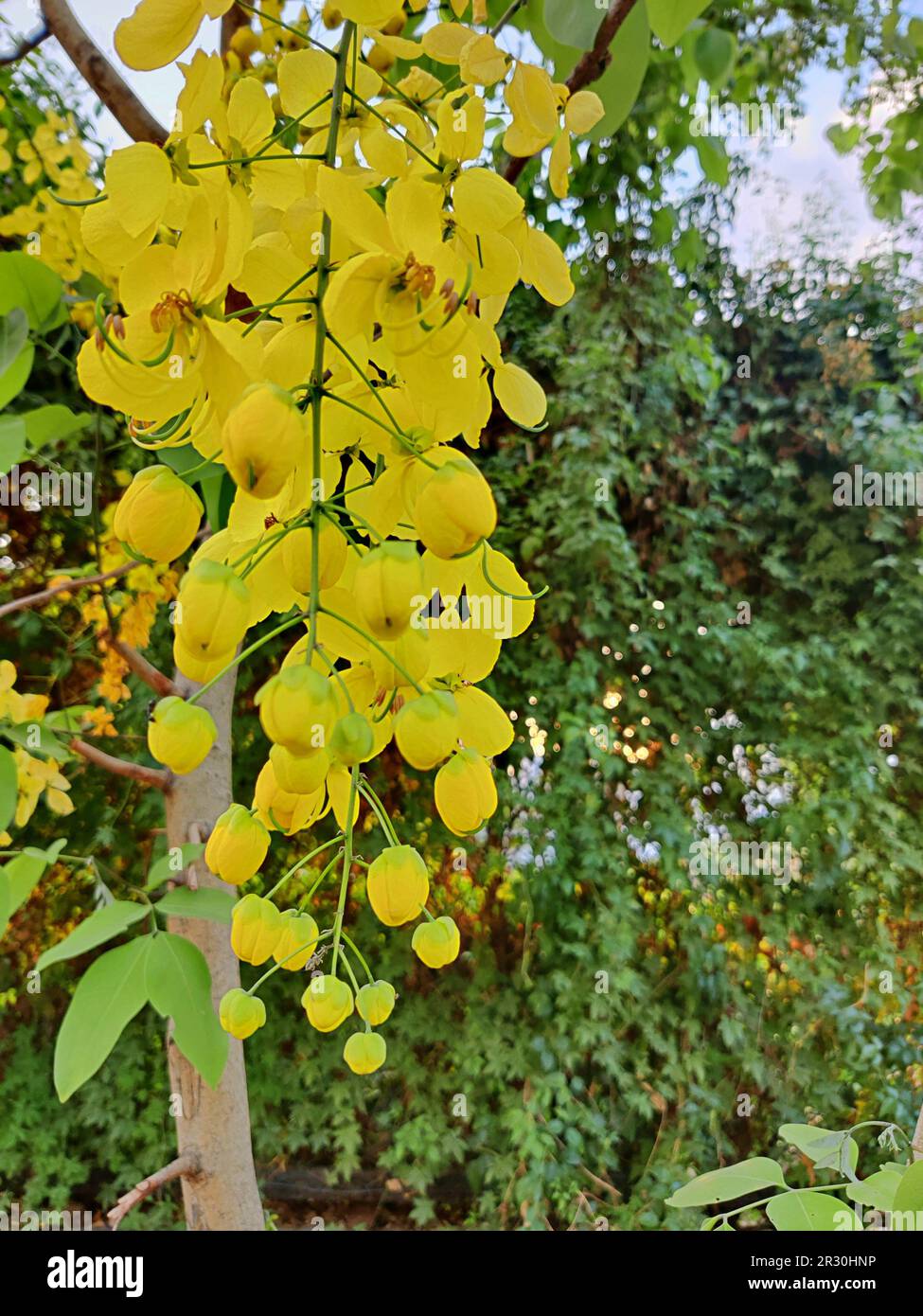 Cassia fistula, golden shower, purging cassia, Indian laburnum, Kani Konna, or pudding-pipe tree ...