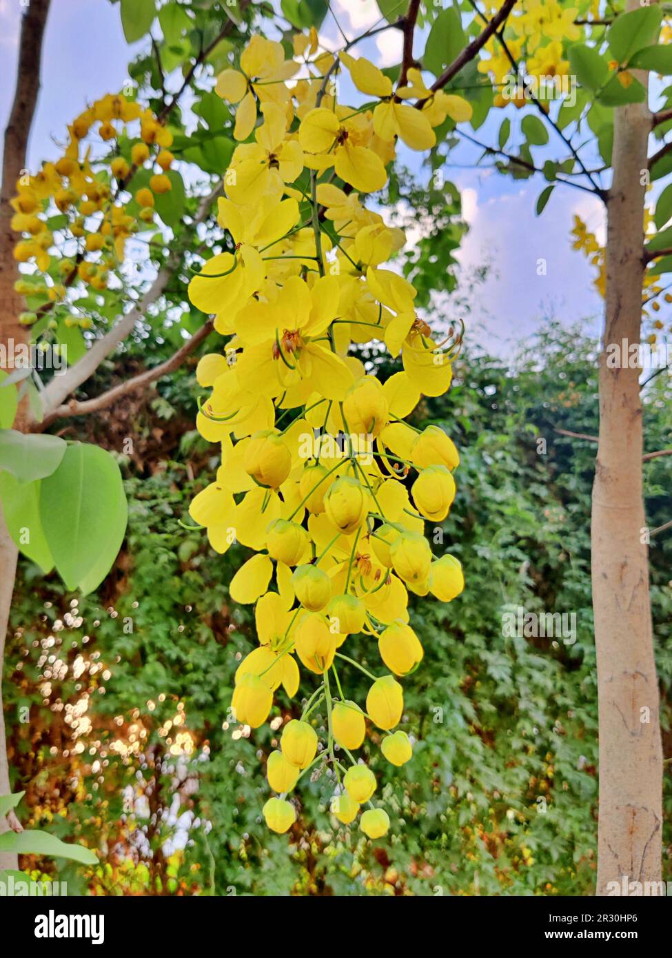 Cassia Fistula Golden Shower Purging Cassia Indian Laburnum Kani