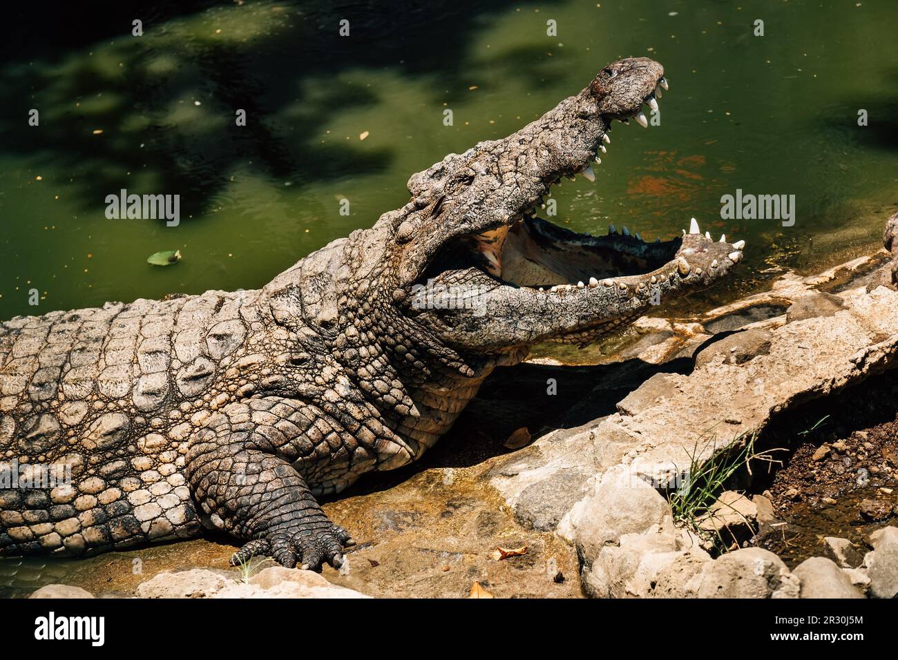 Portrait of Nile crocodile open a huge jaw with big teeth drying a ...