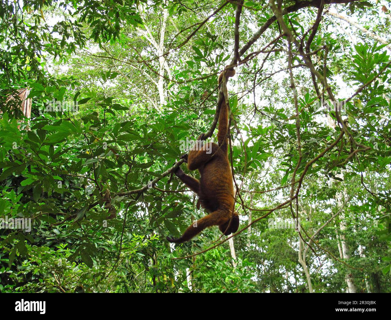 The monkey in Amazon river, Peru Stock Photo - Alamy