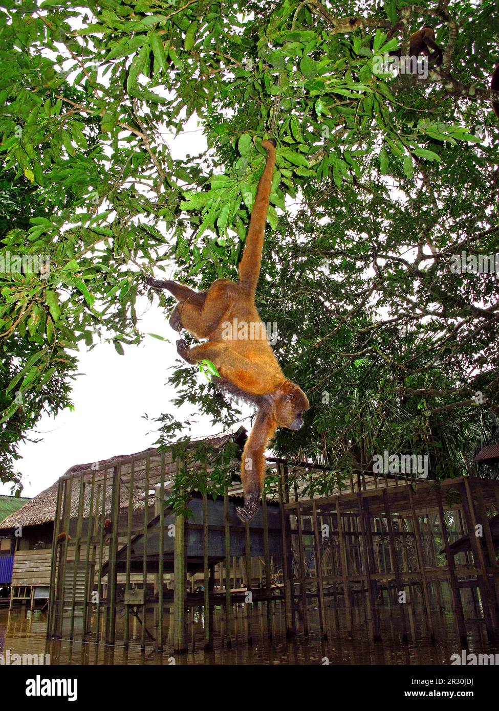 The monkey in Amazon river, Peru Stock Photo - Alamy