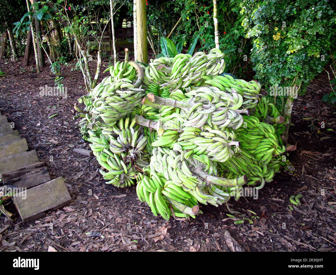 The banana in Amazon river in Peru Stock Photo - Alamy