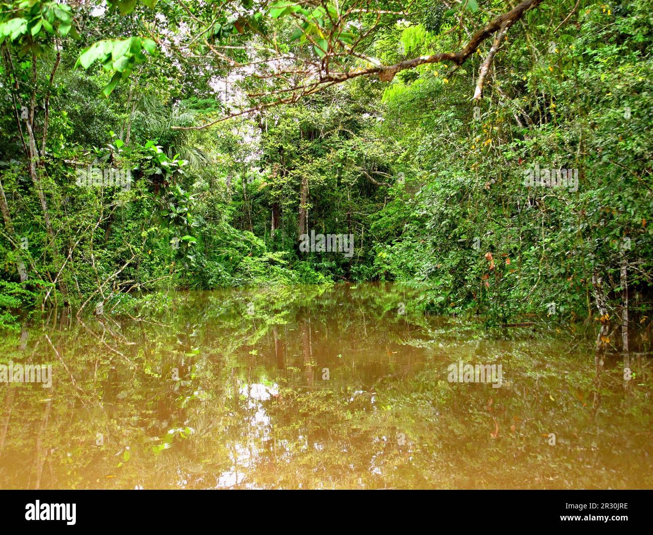 Amazonas selva hi-res stock photography and images - Alamy